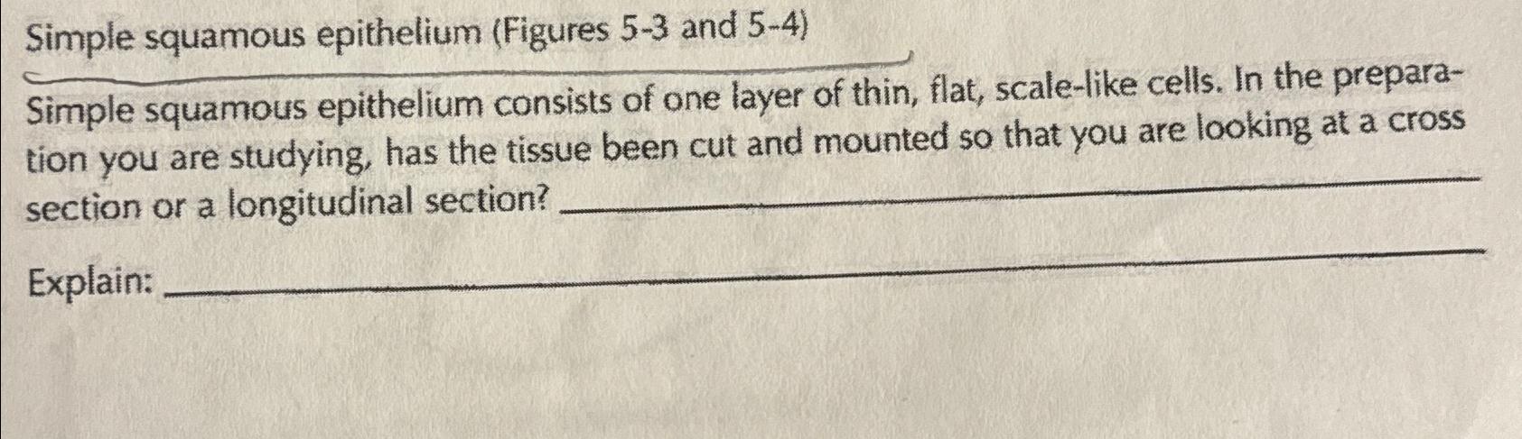 Solved Simple squamous epithelium (Figures 5-3 ﻿and | Chegg.com