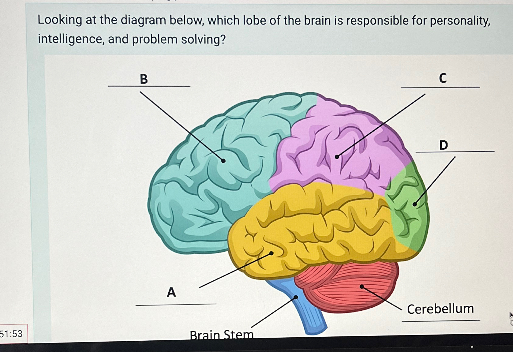 Solved Looking at the diagram below, which lobe of the brain | Chegg.com