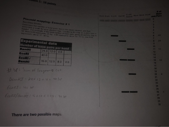 Solved Dulem 1: 16 points Plasmid mapping: Exercise #1 | Chegg.com