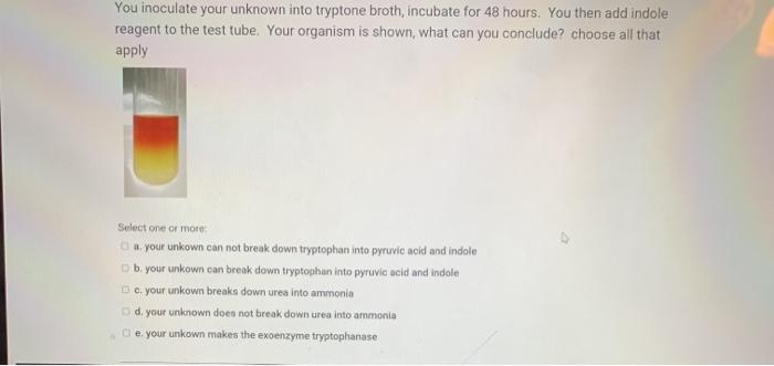 Solved You inoculate your unknown into tryptone broth, | Chegg.com