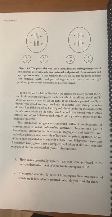 Solved Random Fertilization Two Mating Individuls Have The