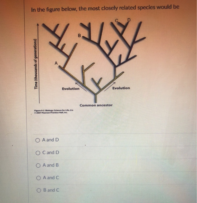Solved In the figure below, the most closely related species | Chegg.com