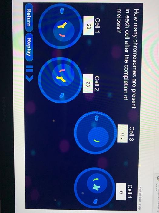 Solved New Window Help How many chromosomes are present in | Chegg.com Solved New Window Help How many chromosomes are present in | Chegg.com