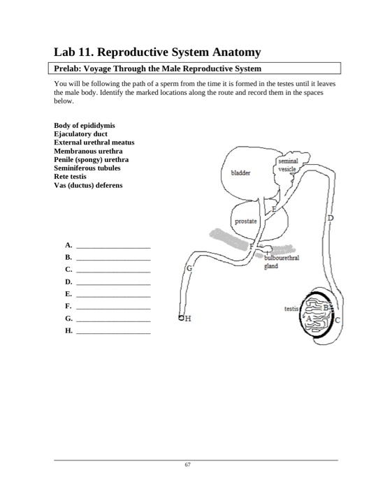 Solved Lab 11. Reproductive System Anatomy Prelab: Voyage | Chegg.com