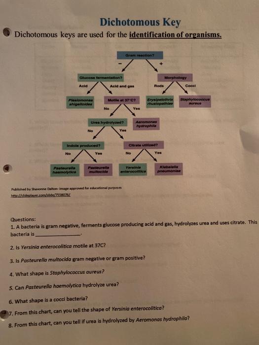 Solved Dichotomous Key Dichotomous keys are used for the | Chegg.com