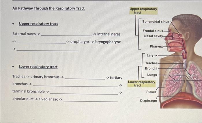 Solved - Upper respiratory tract External nares → → internal | Chegg.com
