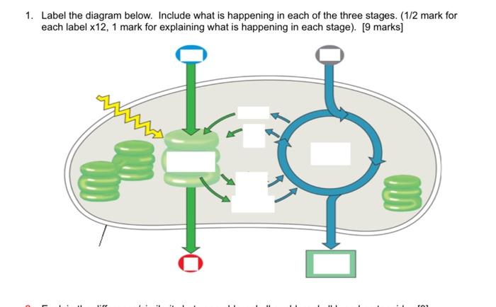 Solved 1. Label the diagram below. Include what is happening | Chegg.com