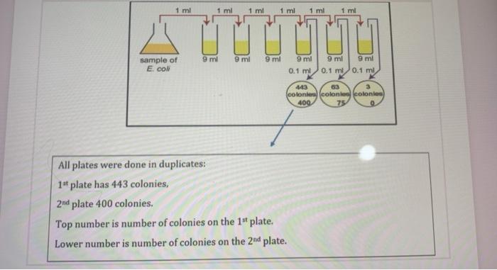 Solved Calculate and show your calculation for colony | Chegg.com