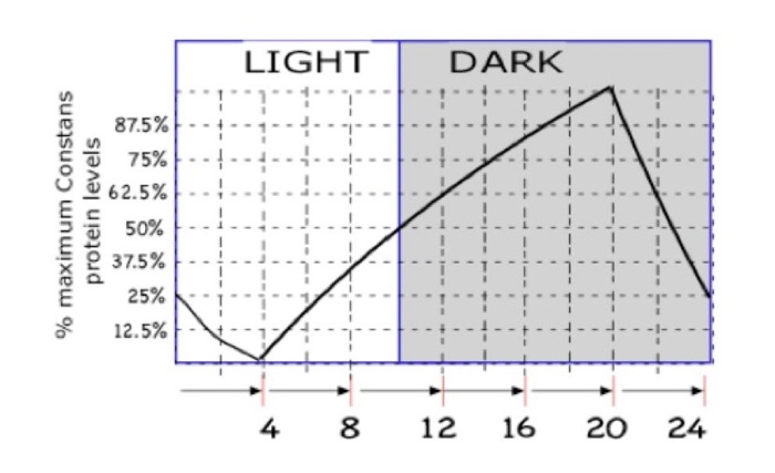 Solved LIGHT DARK % maximum Constans protein levels 25% | Chegg.com