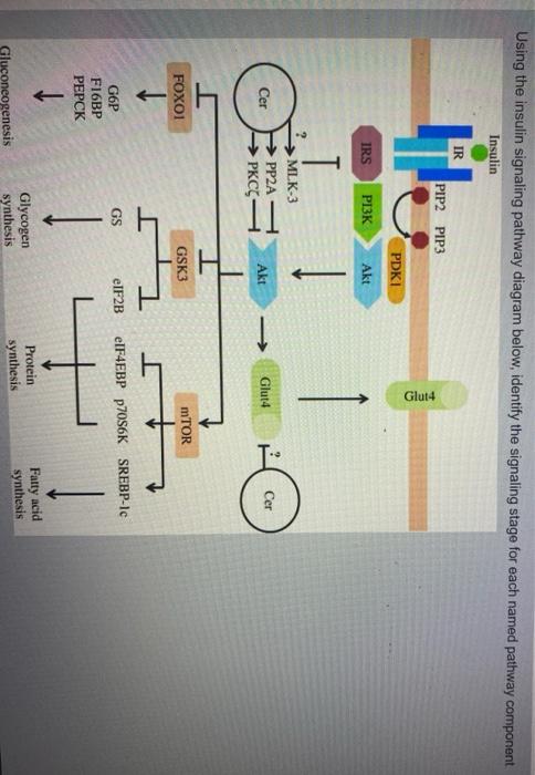 Solved Using the insulin signaling pathway diagram below, | Chegg.com