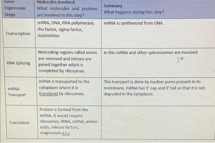 Solved Gene Expression Steps Summary What happens during | Chegg.com