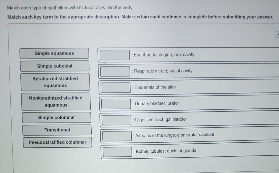 Solved Match each type of epithelium with its location | Chegg.com Solved Match each type of epithelium with its location | Chegg.com