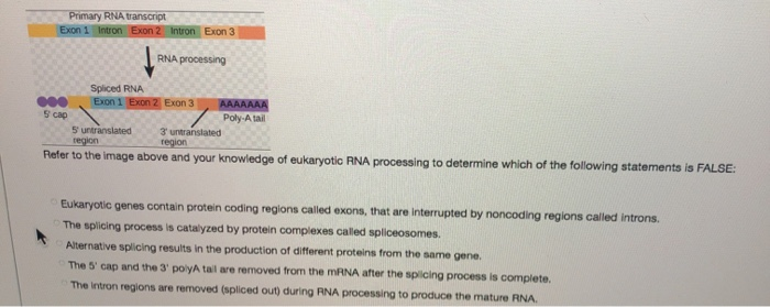 Solved Primary RNA transcript Exon 1 Intron Exon 2 Intron | Chegg.com