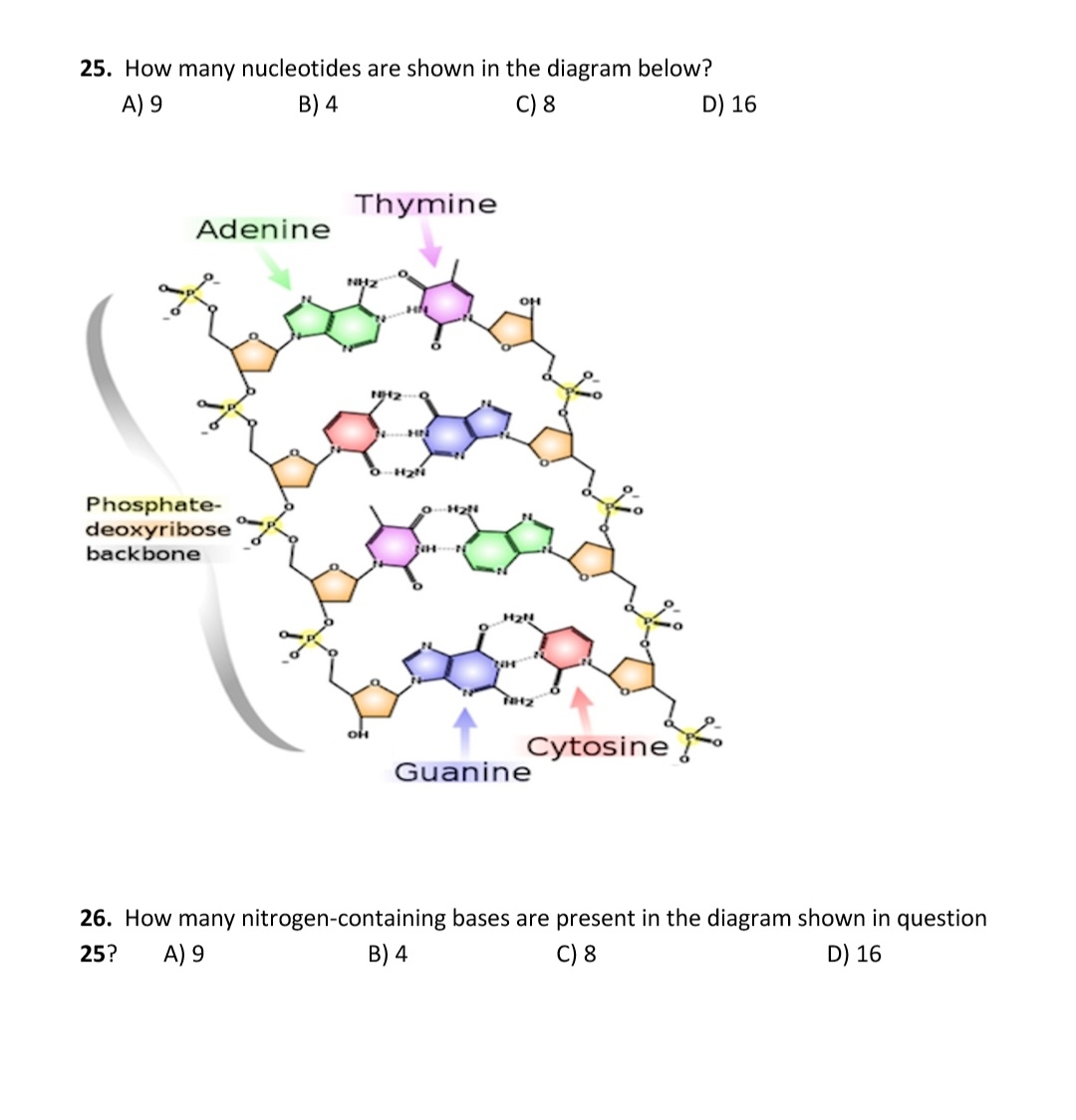 Solved How many nucleotides are shown in the diagram | Chegg.com