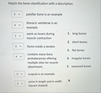 Solved Match the bone classification with a | Chegg.com