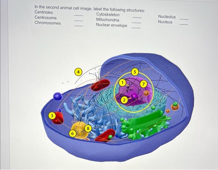 Solved In the second animal cell image, label the following | Chegg.com