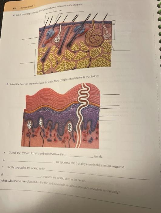 REVIEW SHEET **EXCISE The Integumentary System A Name | Chegg.com