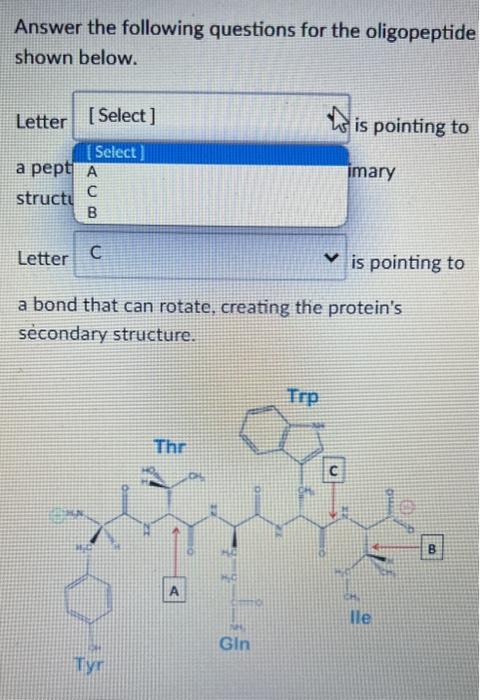 Answer the following questions for the oligopeptide | Chegg.com