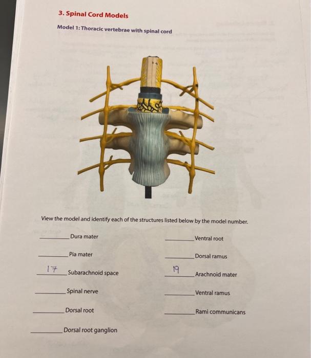 Subarachnoid Space Spinal Cord Model
