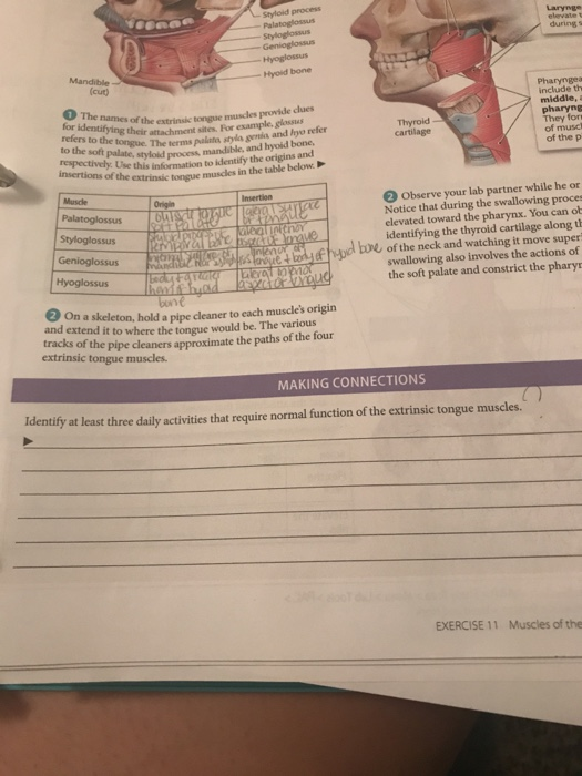Solved Larynge Styloid process - Patoglossus - Styloglou | Chegg.com