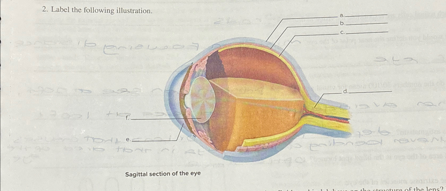 Solved Label the following illustration.Sagittal section of | Chegg.com