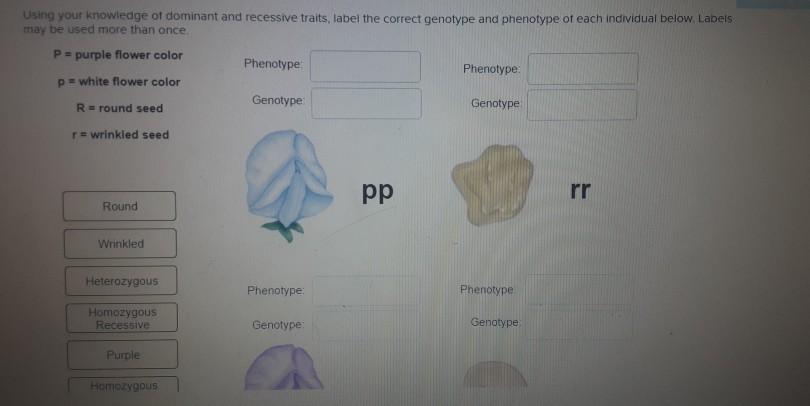 Solved Using your knowledge of a dominant and recessive | Chegg.com