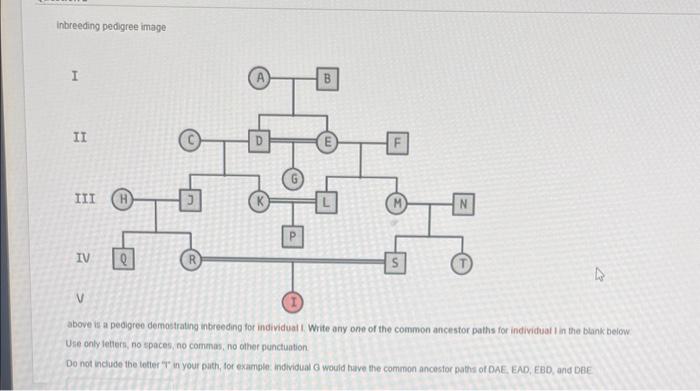 Solved inbreeding pedigree image I IV III above is a | Chegg.com