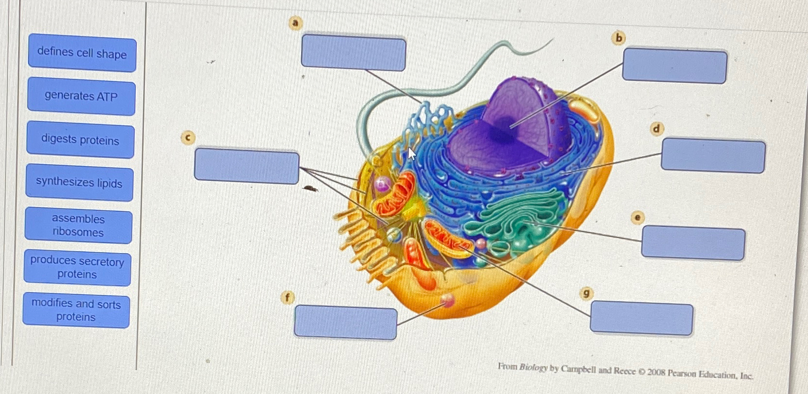 Solved defines cell shapegenerates ATPdigests | Chegg.com