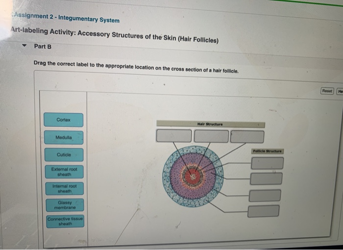 Solved Assignment 2 - Integumentary System Art-labeling | Chegg.com