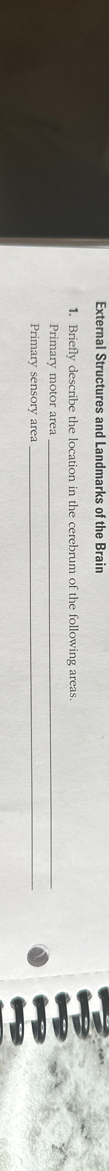 Solved External Structures and Landmarks of the BrainBriefly | Chegg.com