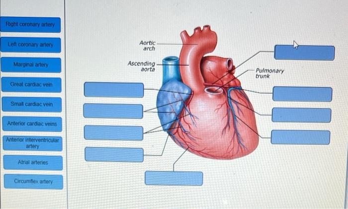 Solved Right coronary artery Left coronary artery Marginal | Chegg.com