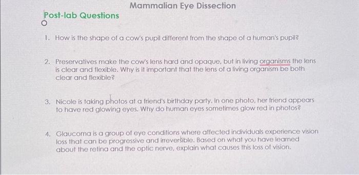 Solved Mammalian Eye Dissection Post-lab Questions 1. How is | Chegg.com
