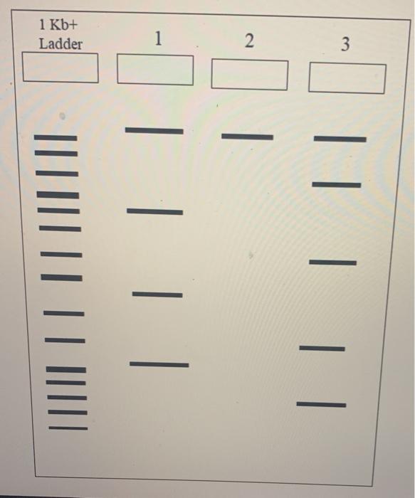 Solved || | || 1 | | | 1 Kb Ladder IITIILIT ||||| Question | Chegg.com