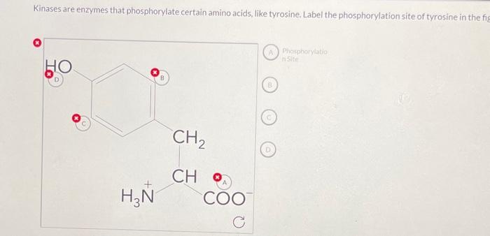 Solved Kinases are enzymes that phosphorylate certain amino | Chegg.com