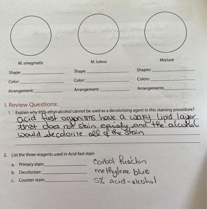 Solved Mixture M. smegmatis M. luteus Shape: Shape: Shapes: | Chegg.com