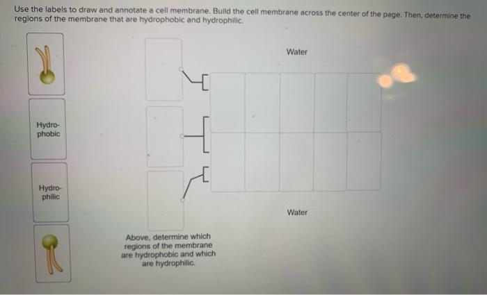 Solved Use the labels to draw and annotate a cell membrane. | Chegg.com