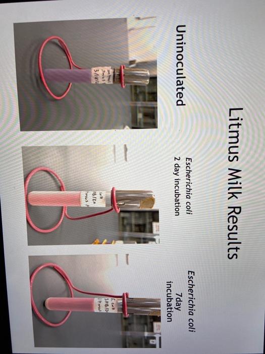 Solved Litmus Milk Results Uninoculated Escherichia coli 2 | Chegg.com