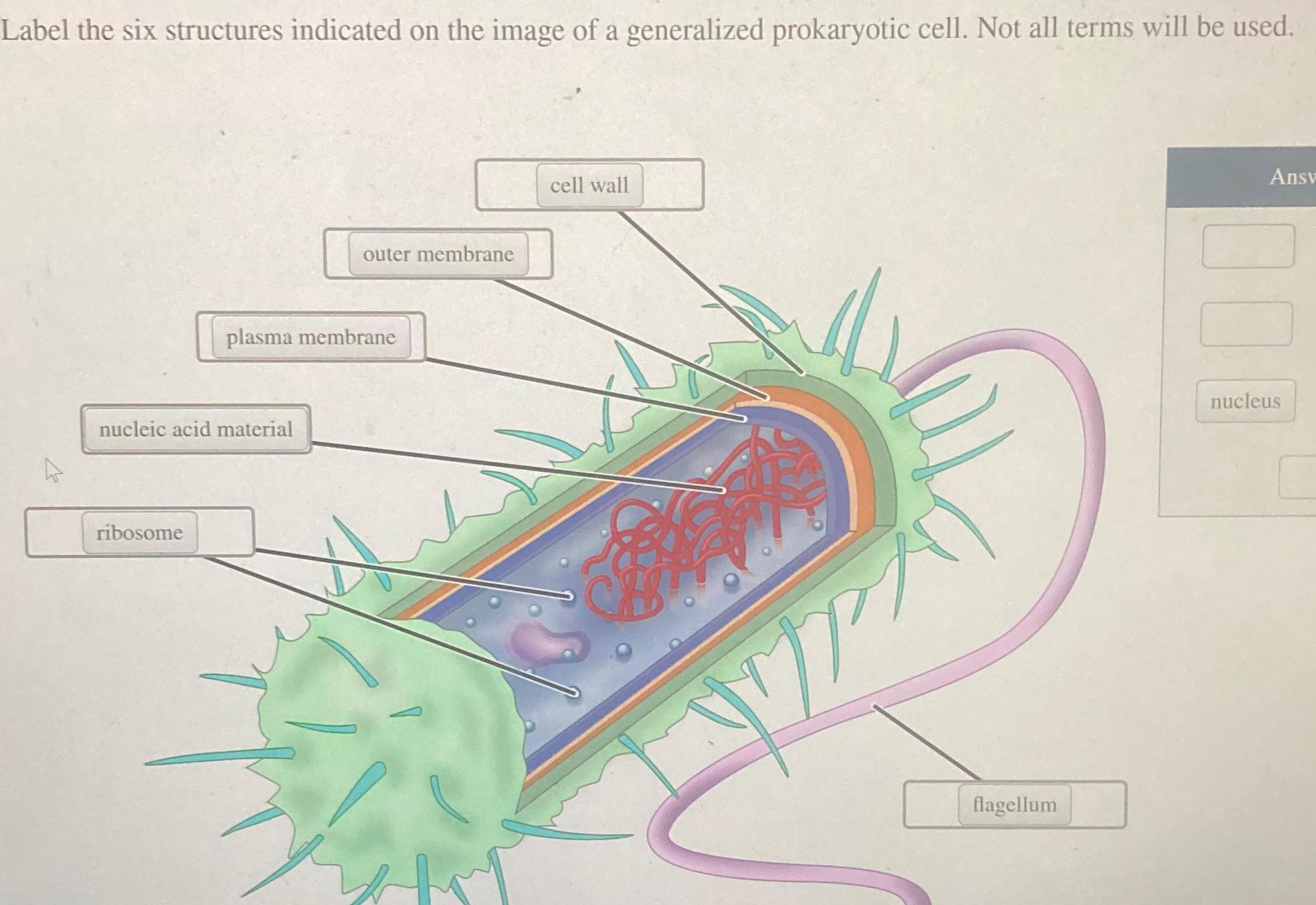 Solved Label the six structures indicated on the image of a | Chegg.com