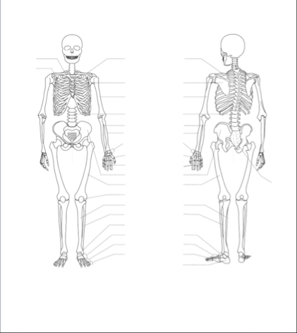 Label the appendicular skeleton. | Chegg.com