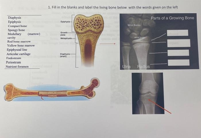 Solved 1. Fill in the blanks and label the living bone below | Chegg.com