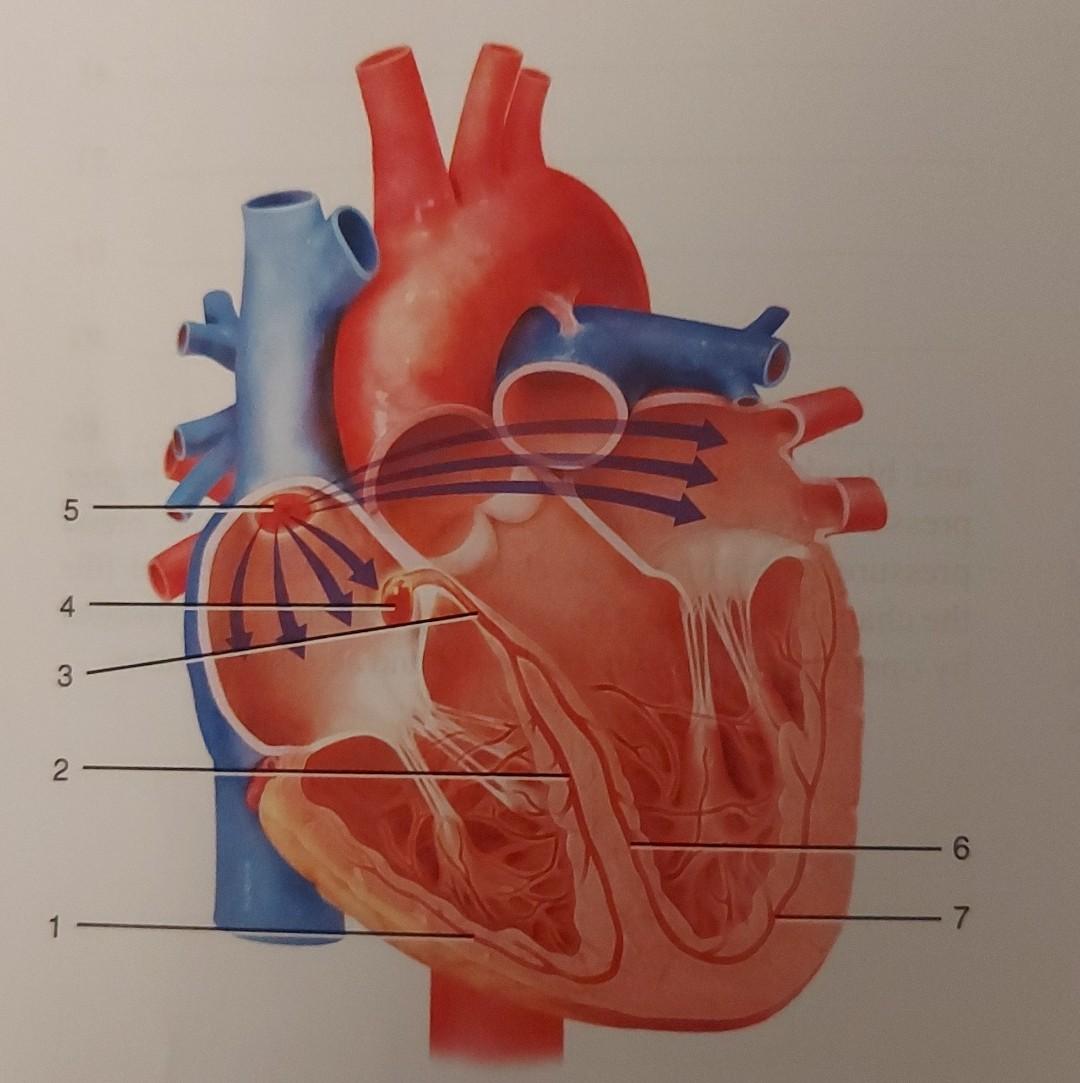 Solved Cardiac Conduction System 1 On a model, chart, or | Chegg.com