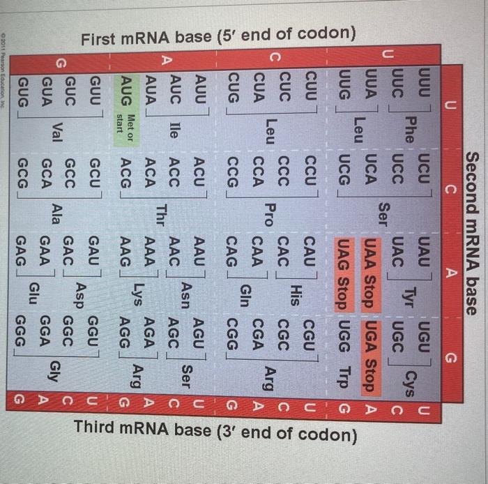 Solved DNA and RNA monomers are identical except for the | Chegg.com