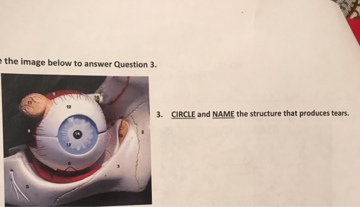 Solved 10. gelatinous apverlying SUU 386 Review Sheet 25 | Chegg.com