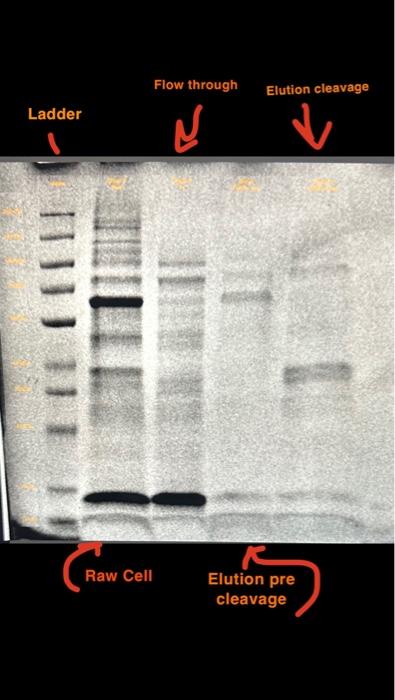 Obtain the image of your group's gel from your TA. | Chegg.com