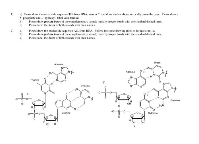 Solved 1) a) Please draw the nucleotide sequence TG, from | Chegg.com