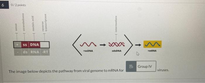 Solved The image below depicts the pathway from viral genome | Chegg.com