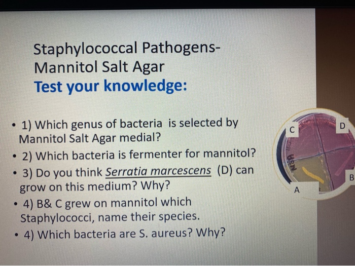 Solved Staphylococcal Pathogens- Mannitol Salt Agar Test | Chegg.com