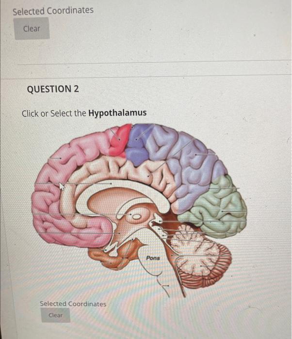 Solved Click or Select the Hypothalamus | Chegg.com