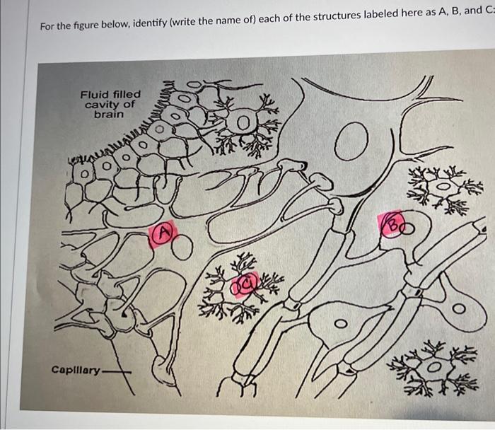 Solved For the figure below, identify (write the name of) | Chegg.com