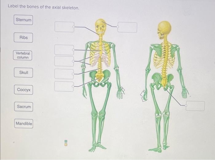 Solved Label the bones of the axial skeleton. Sternum Ribs | Chegg.com